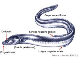 l'anguille